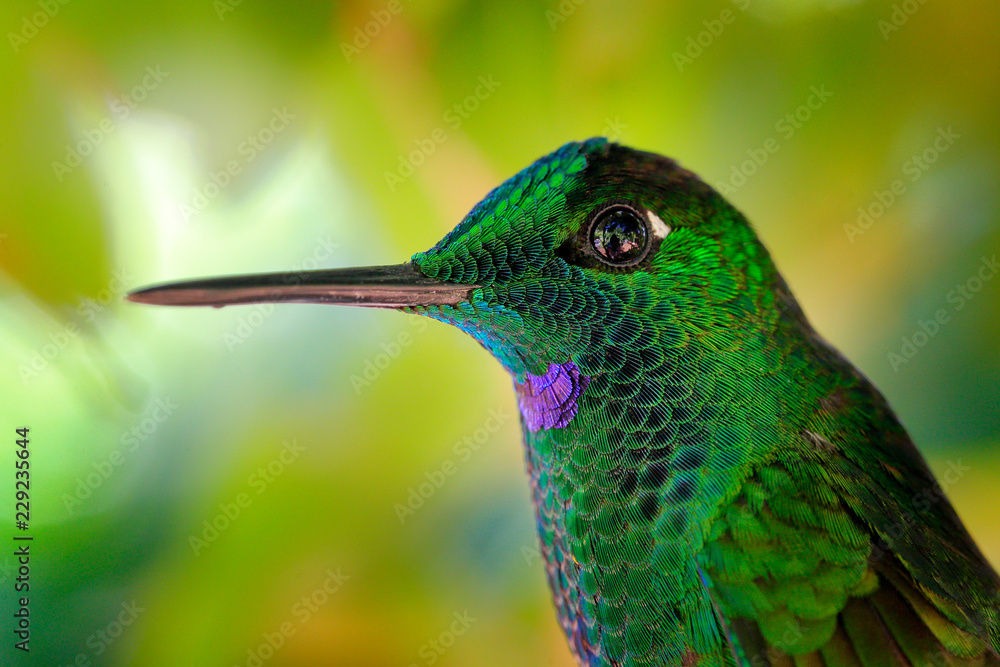 Detail portrait of shiny green glossy bird. Green hummingbird Green ...