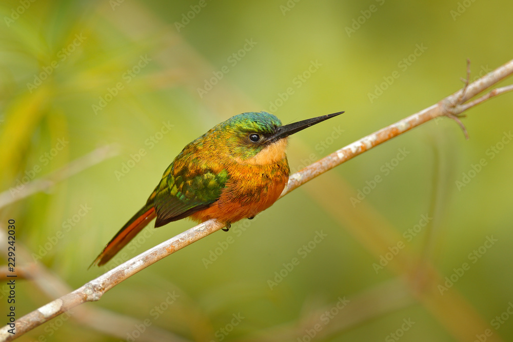 Rufous-tailed Jacamar, Galbula ruficauda, exotic bird sitting on the ...