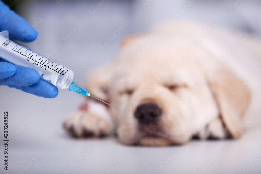 Hand holding syringe with vaccine for cute labrador puppy dog Stock ...