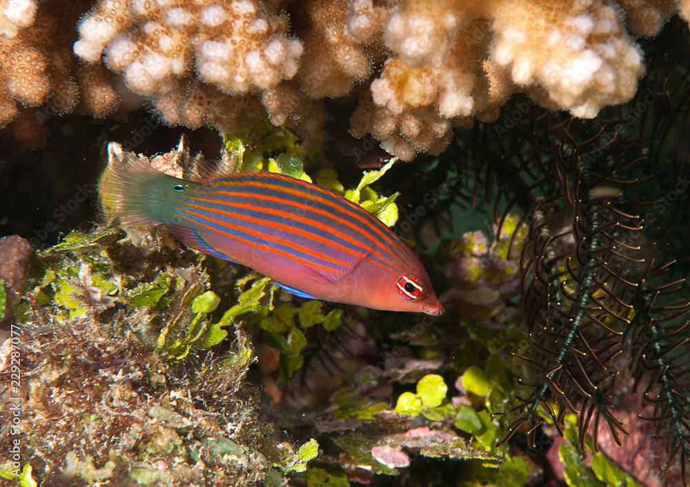 Six stripe wrasse ( pseudocheilinus hexataenia ) swimming over coral ...