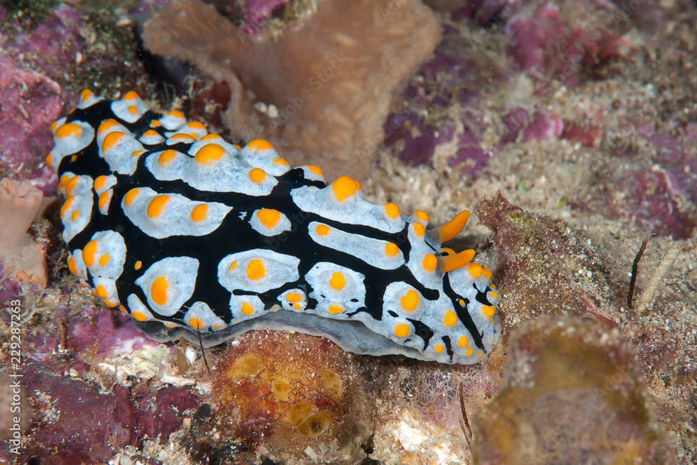 Varicose phyllidia ( Phyllidia varicosa ) nudibranch crawling across ...