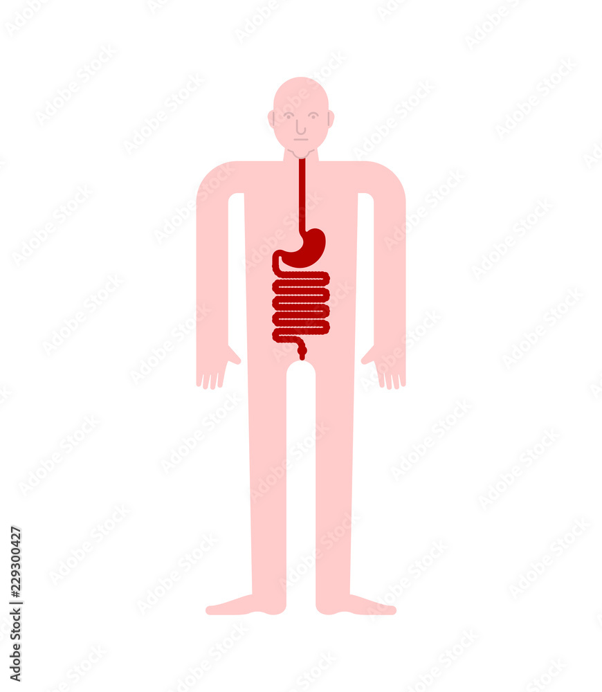 Stomach and esophagus and rectum Human anatomy. Gastrointestinal tract ...