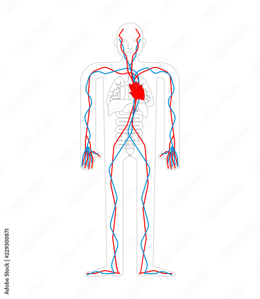 Circulatory system. Heart and blood vessels. Aorta and artery Human ...