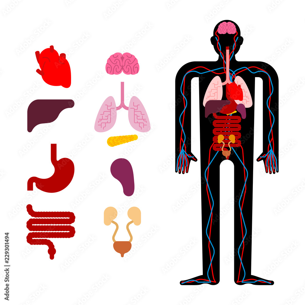 human-anatomy-organs-internal-systems-of-man-body-and-organs-medical