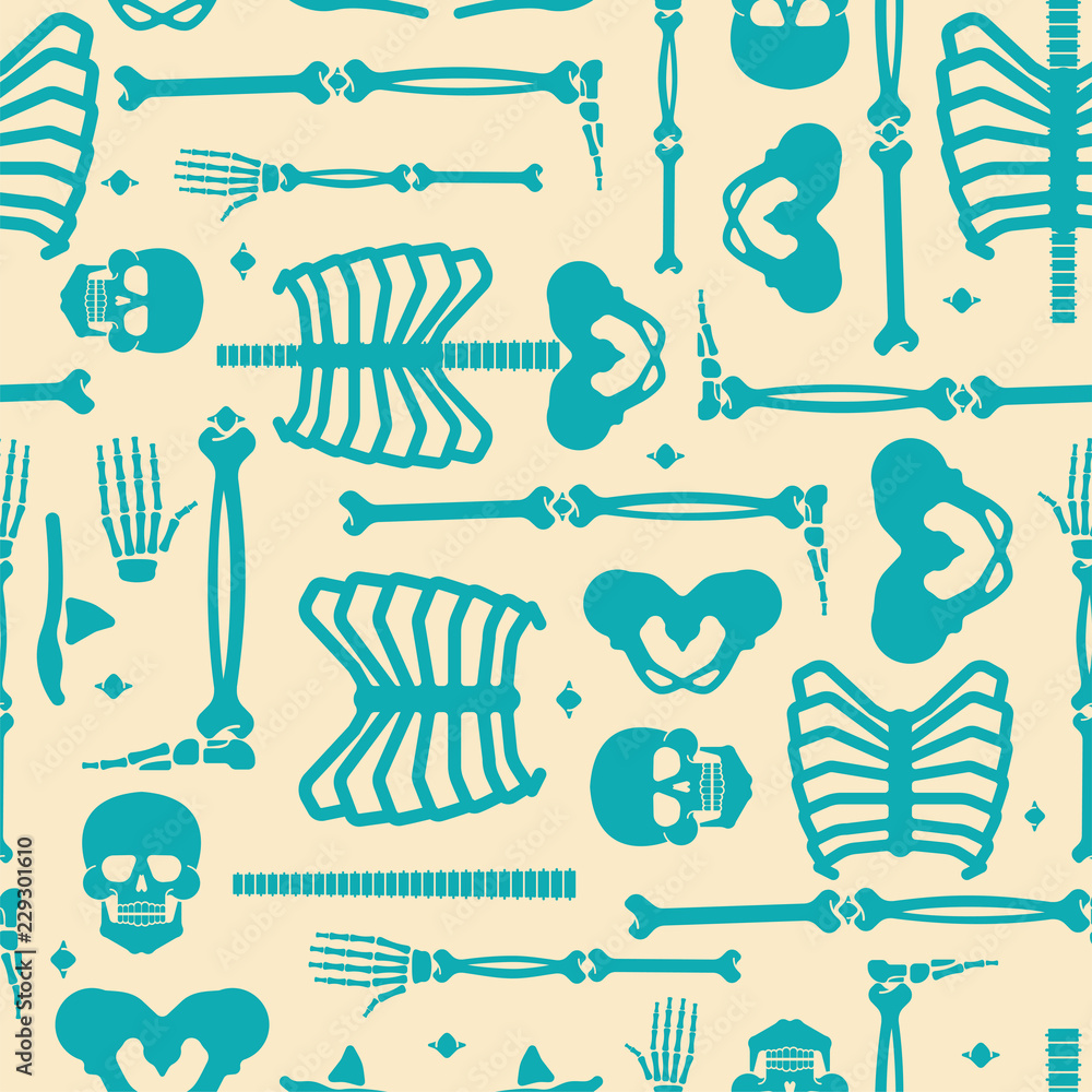 Skeleton anatomy human pattern seamless. Skeletal system cross section ...
