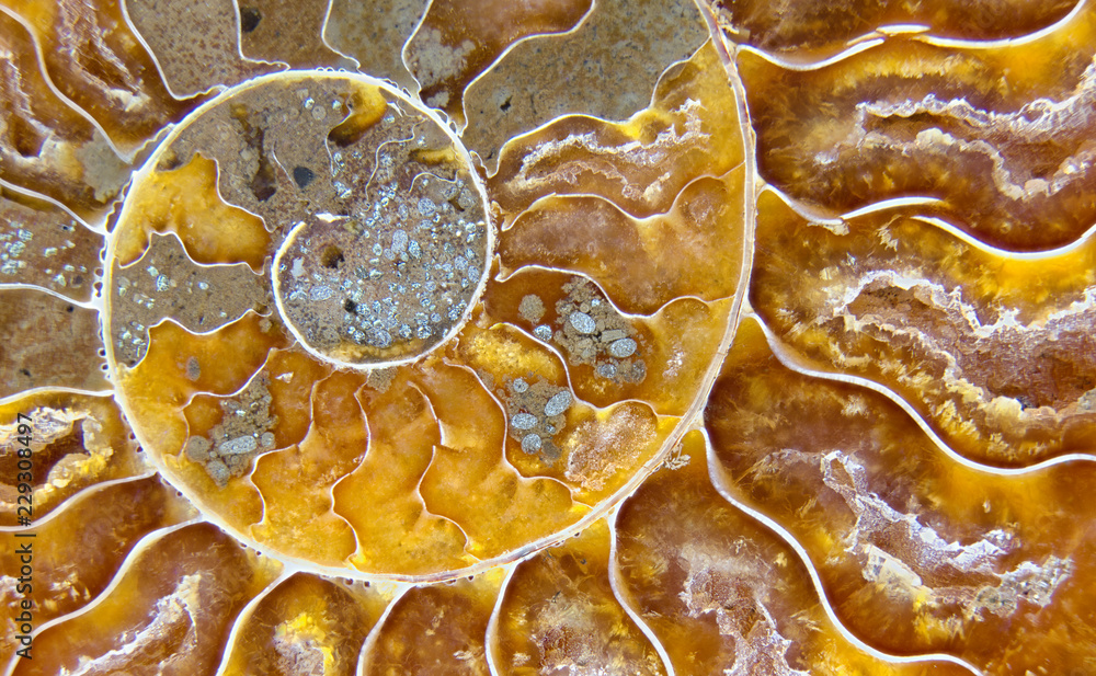 Closeup macrophotograph of a fossil ammonite shell (Cleoniceras cleon ...