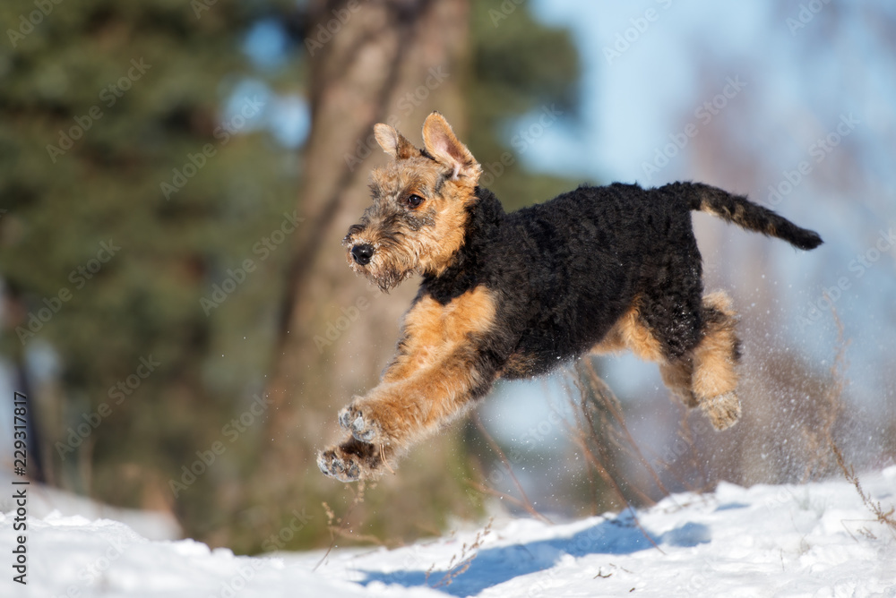 Are Airedale Terriers Happy