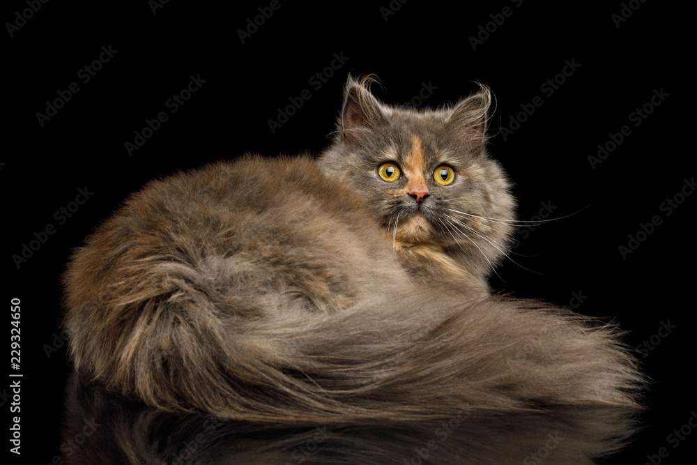 Short Munchkin Cat tortoise fur Lying and Looking back on Isolated ...