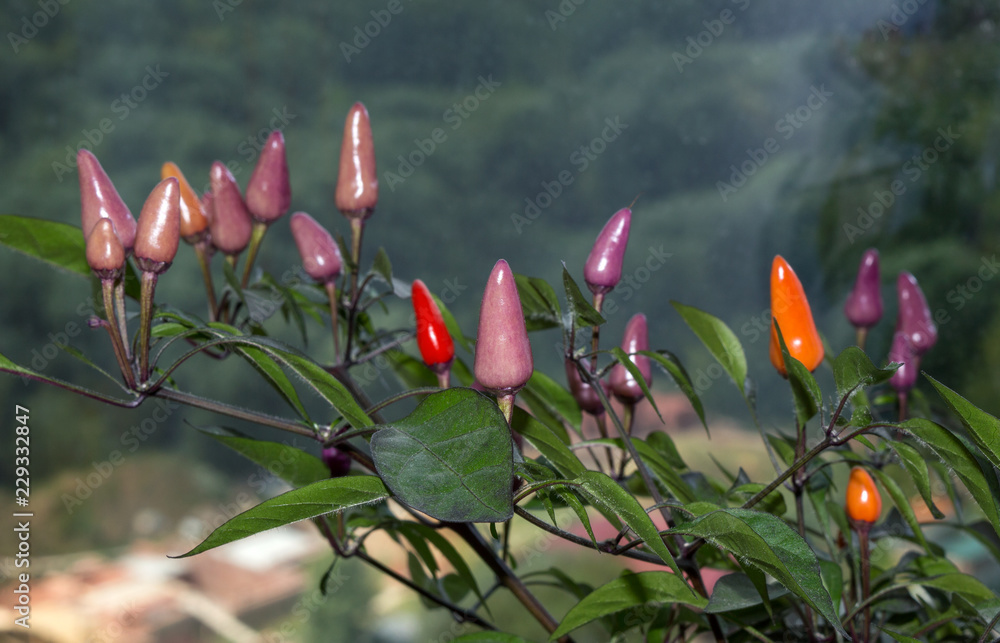 Colorful pepper pods of hot pepper cultivar Explosive Ember growing on ...
