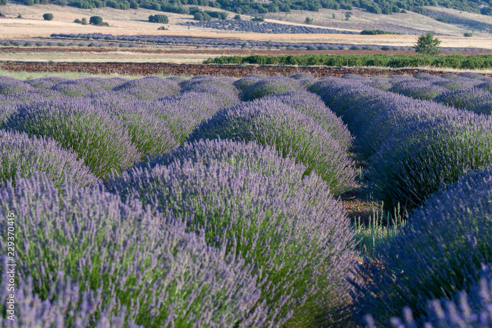 lavender fields and lavender , Kuyucak village, Isparta, Turkey Stock ...