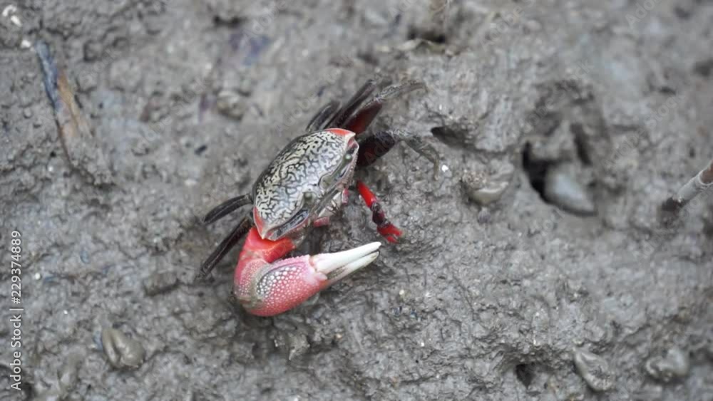 Black crab with one big red claw is eating planktons in the grey colour ...