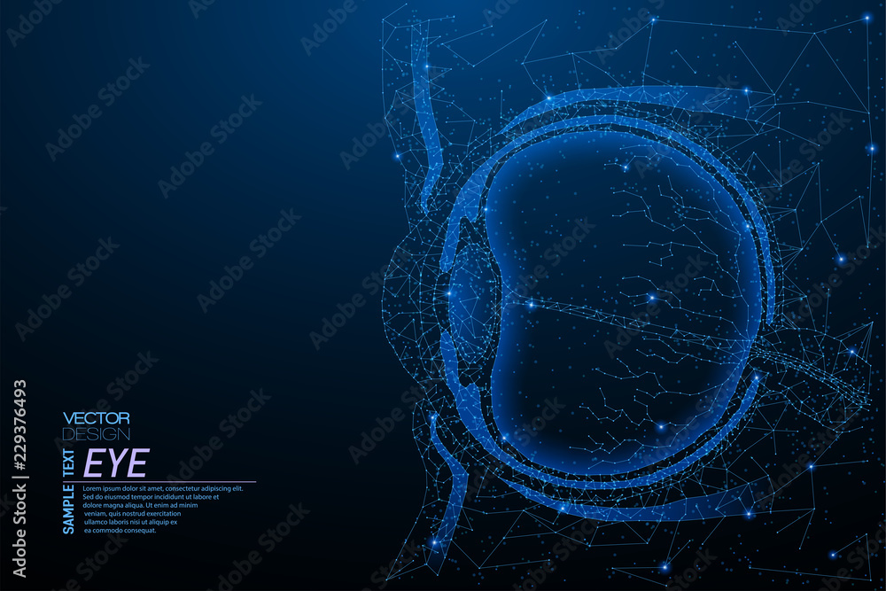 Human eye anatomy Stock Vector | Adobe Stock