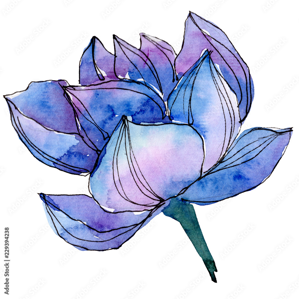 Blue Lotus Drawing