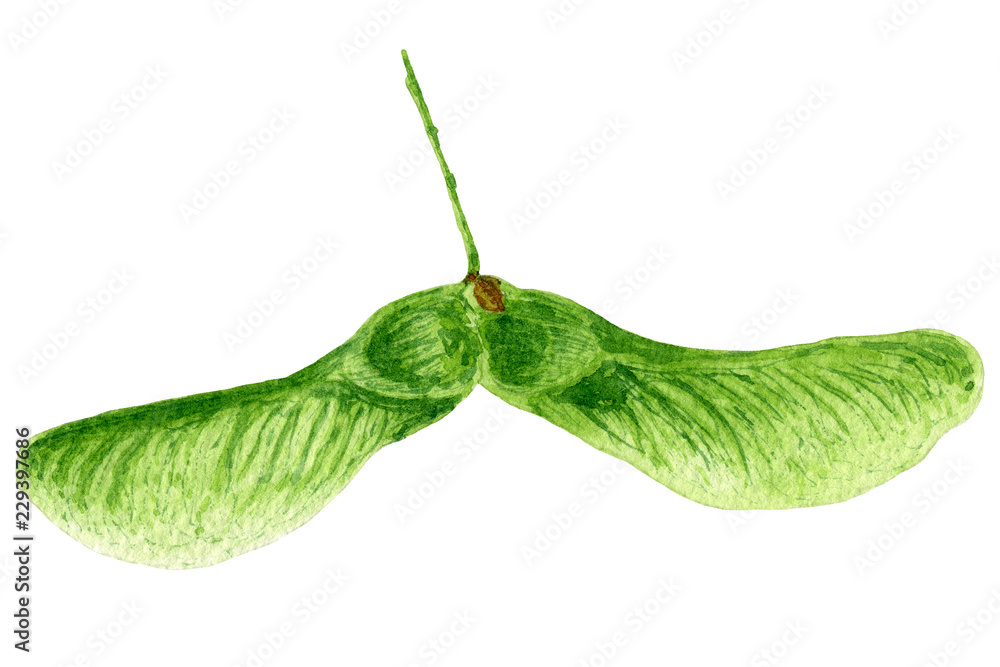 Hand drawn watercolor botanical illustration of green maple seed ...