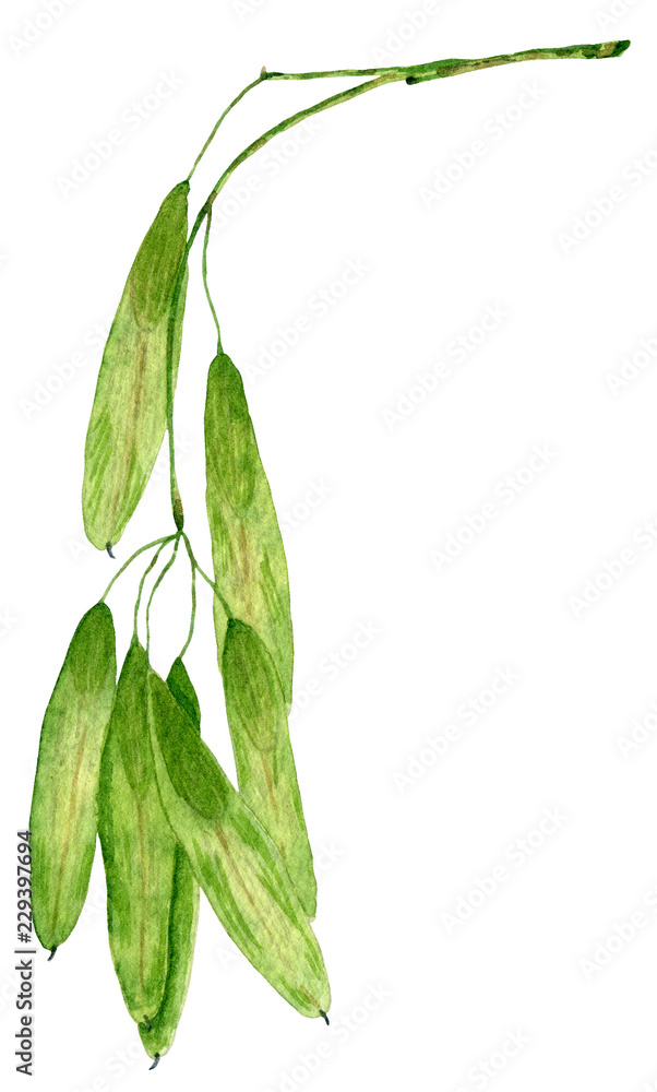 ภาพประกอบสต็อก Hand drawn watercolor botanical illustration of green ...