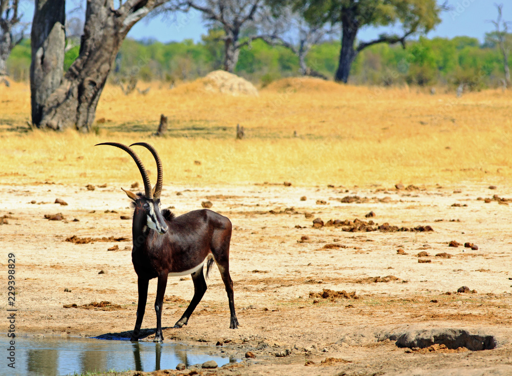 Handsome Adult Male Sable Antelope with long straight horns standing ...