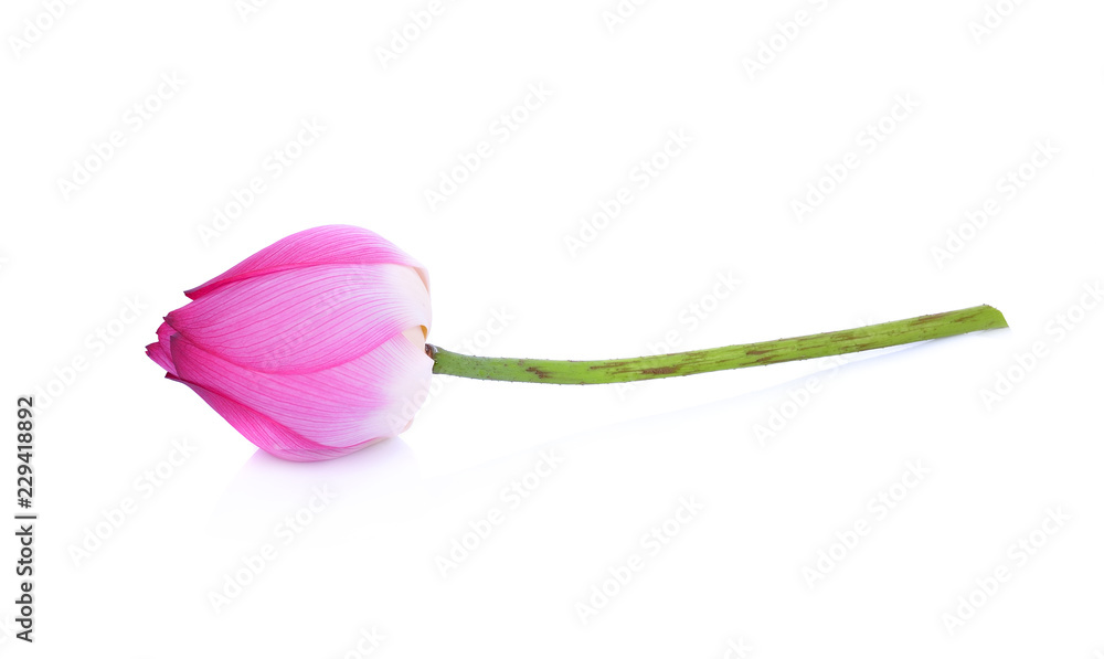Lotus flower isolated on white background. Stock Photo | Adobe Stock