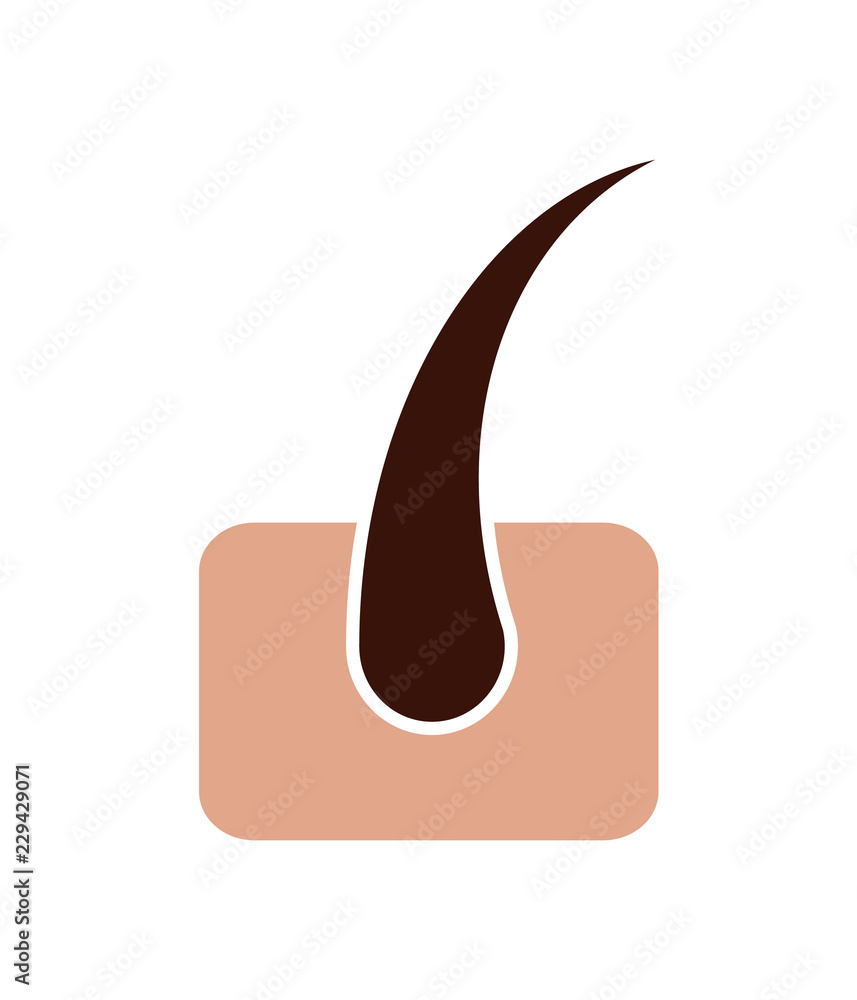 hair follicle. vector illustration Stock Vector | Adobe Stock