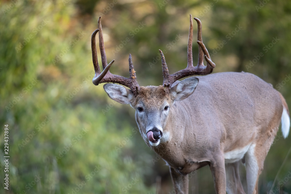 Whitetail Deer Nose