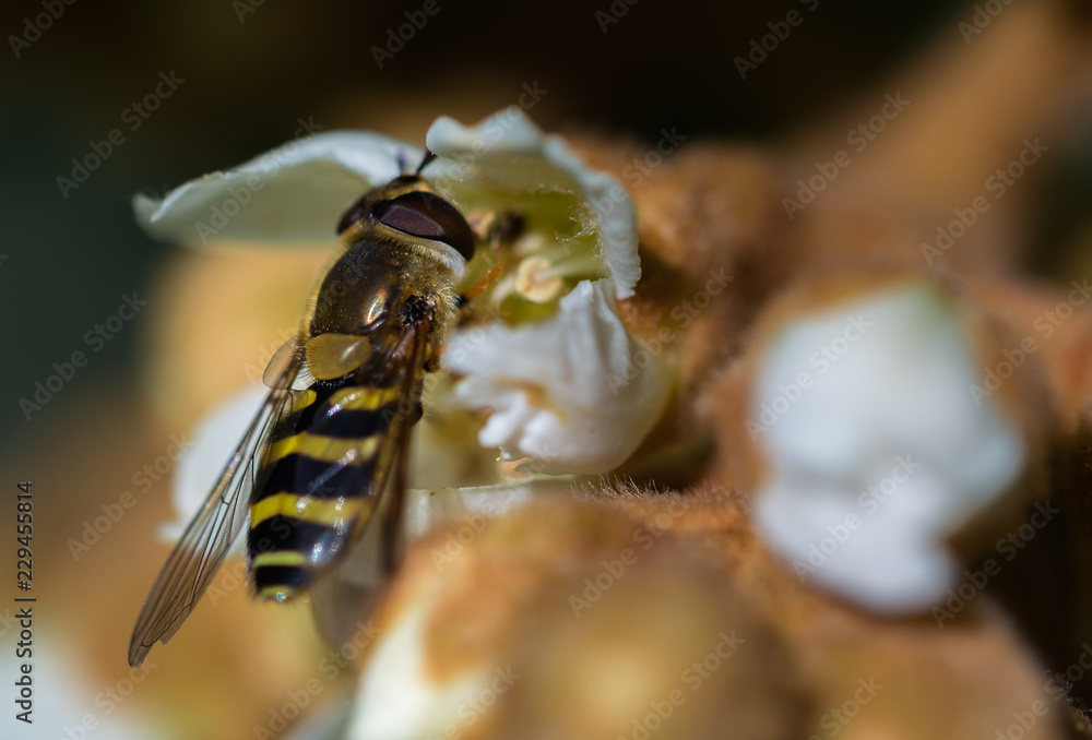 sirfide che succhia nettare da fiore di nespolo, insetto simile ad ape ...