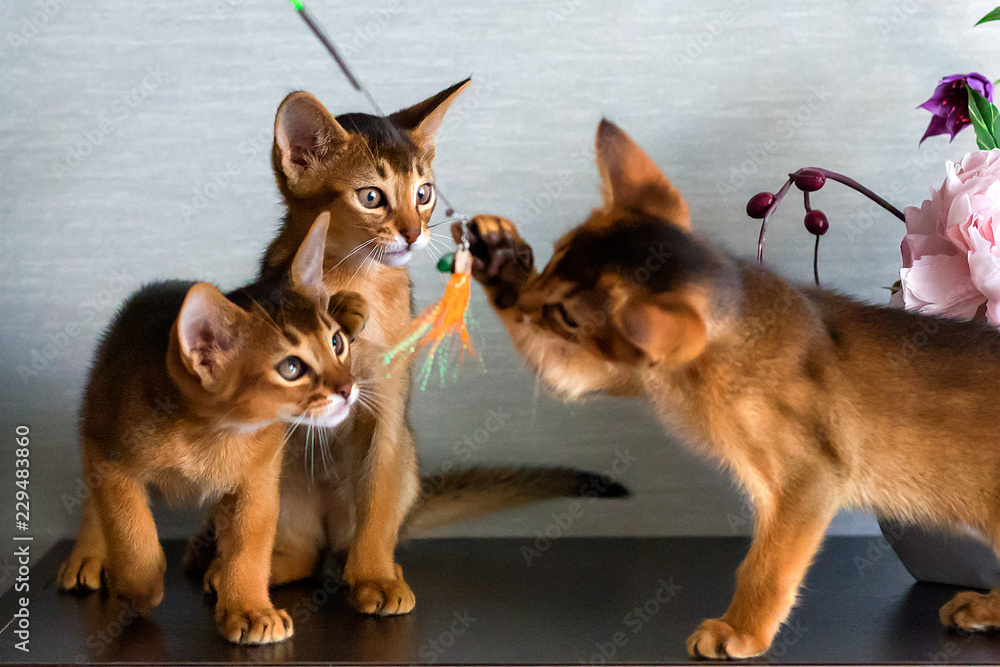 Red Abyssinian Kitten