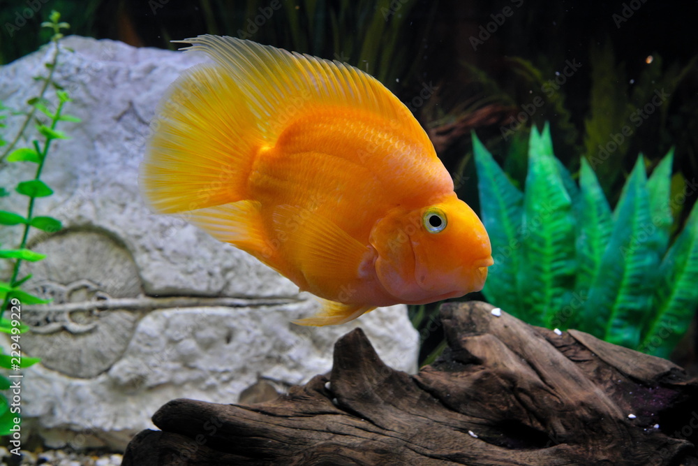 Yellow Parrot Fish