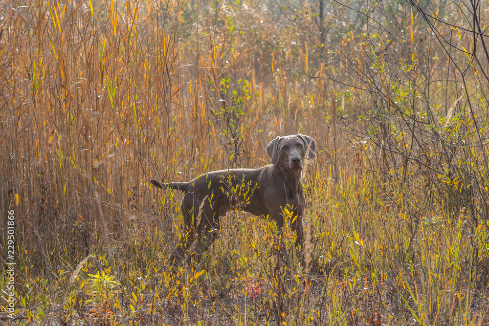 Weimaraner Jagdhund steht in Schilfgras foto de Stock | Adobe Stock