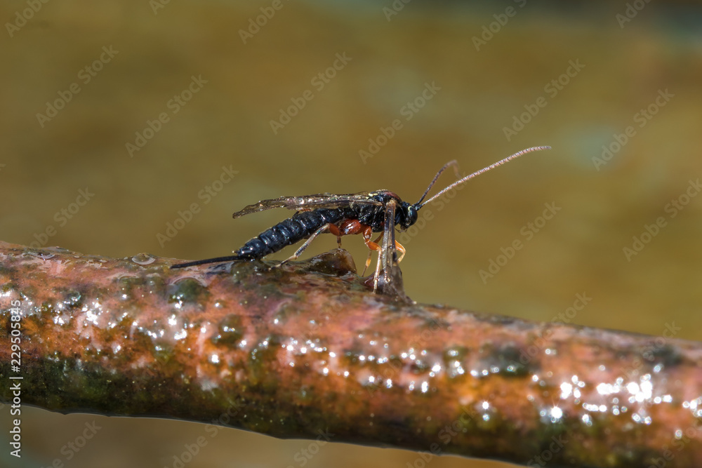 Insekt bei regen Stock Photo | Adobe Stock