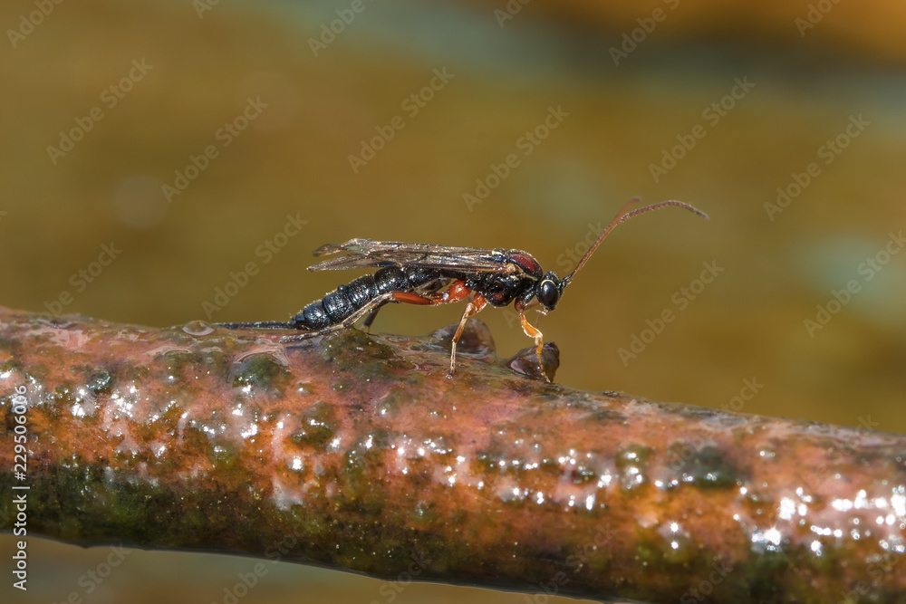 insekt Stock Photo | Adobe Stock