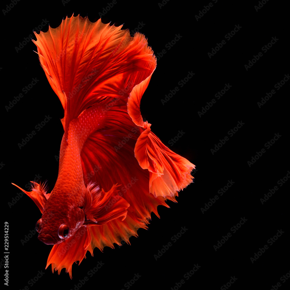 Foto de Red Betta Siamese fighting fish. Fins and tail like long skirts ...