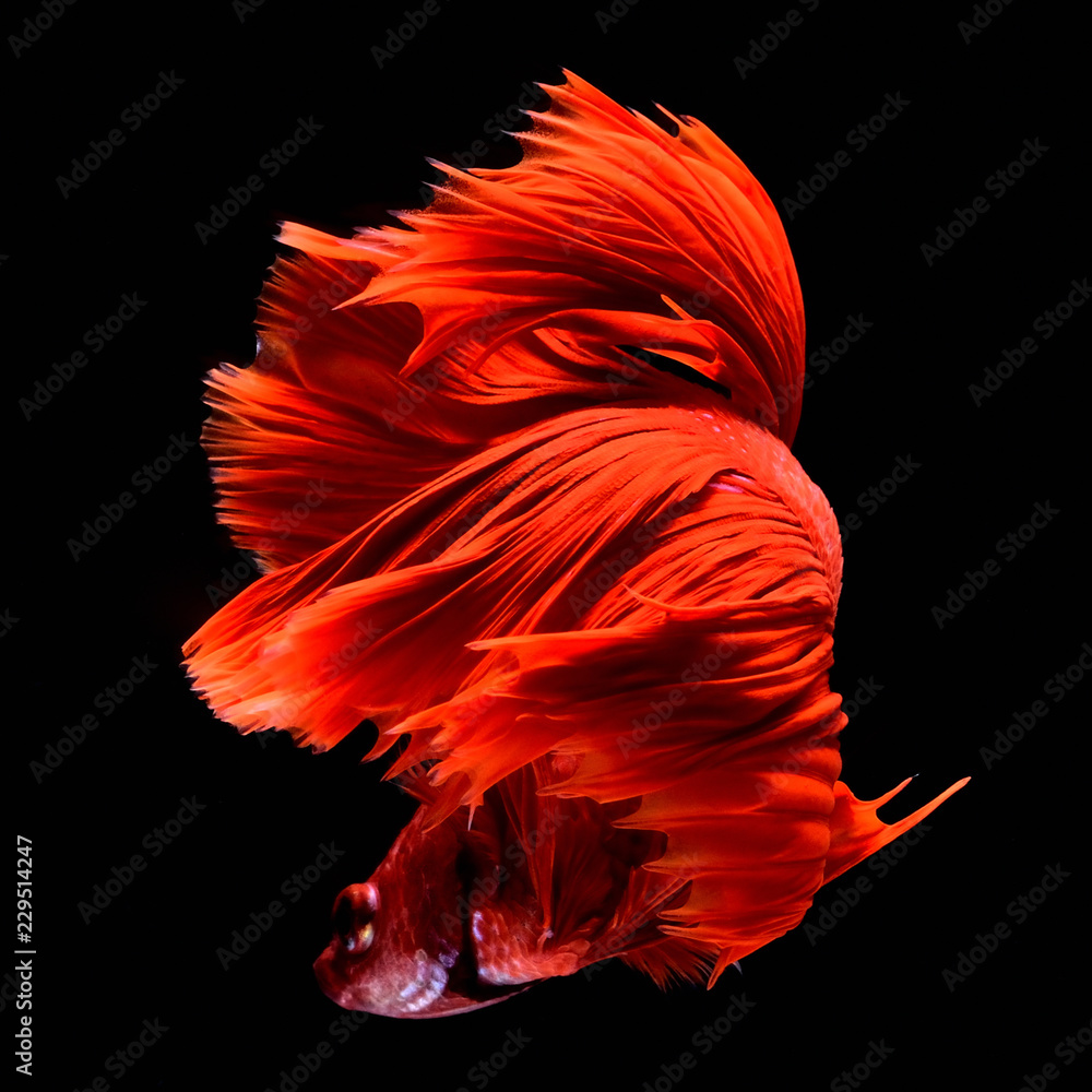 Red Betta Siamese fighting fish. Fins and tail like long skirts, half ...