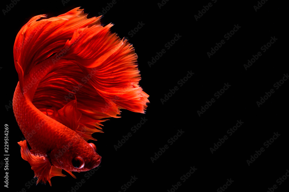Red Betta Siamese fighting fish. Fins and tail like long skirts, half ...