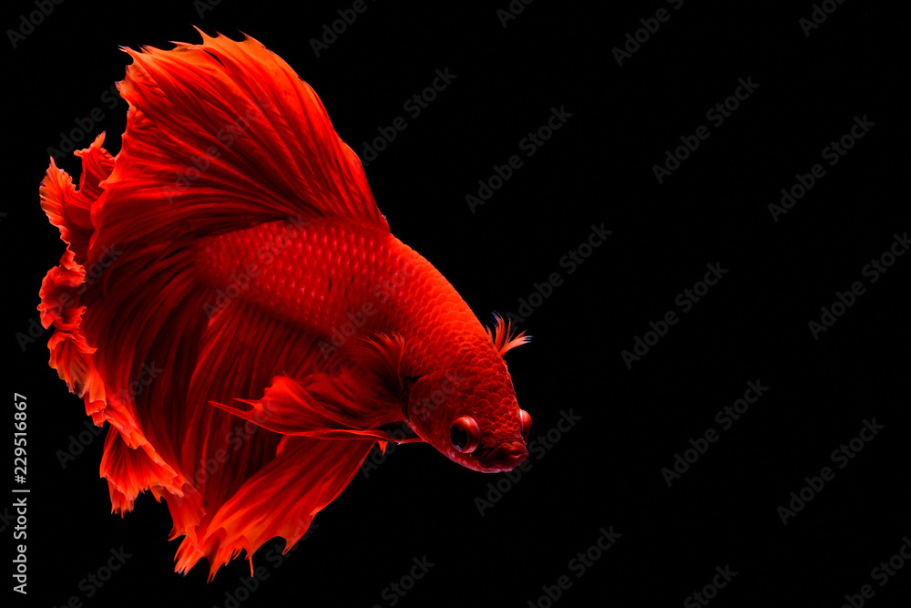 Red Betta Siamese fighting fish. Fins and tail like long skirts, half ...