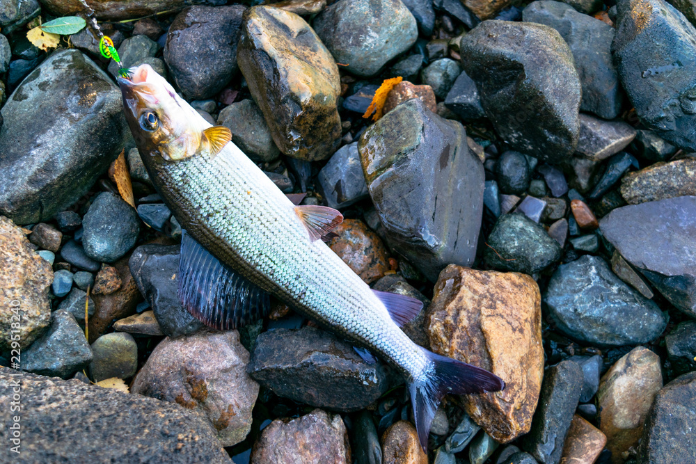 Grayling caught fly fishing tackle. Angler releasing an arctic grayling ...