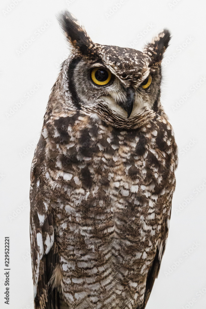 Búho africano, manchado. Bubo africanus. Ave rapaz nocturna. Stock ...