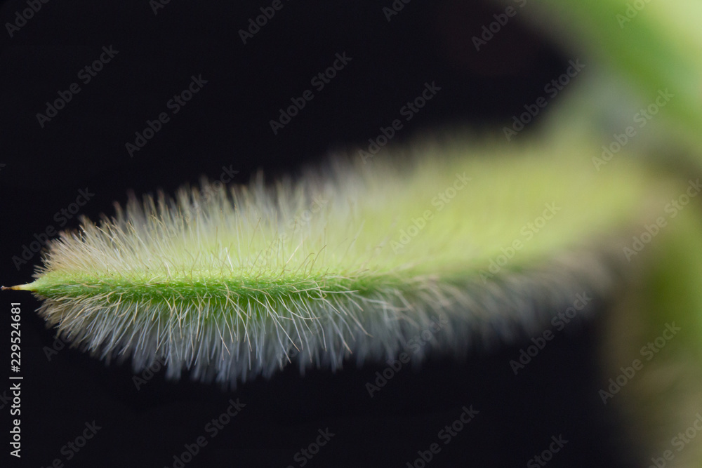soybean pod nearing full seed R6 - on black background Stock Photo ...
