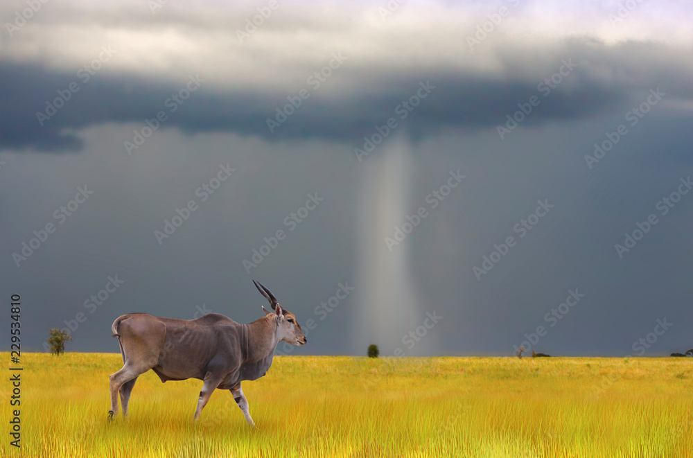 Eland amid a storm rain/ Eland amid a storm rain in Savannah Ngorongoro ...