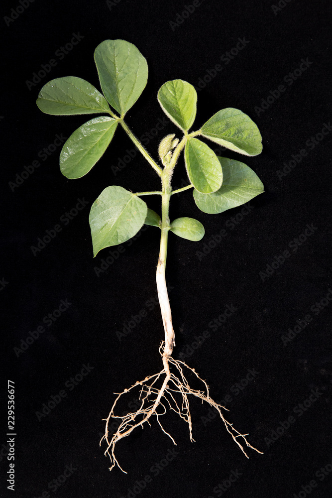 soybean in V2 stage - second trifoliate - on black background with ...