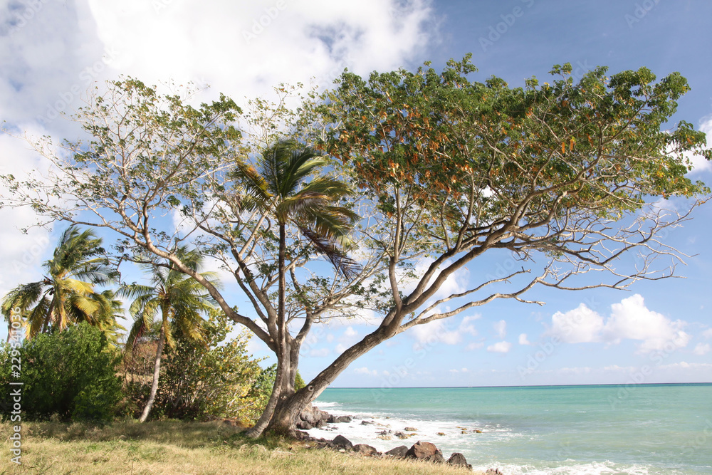 Martinique, Flamboyant à la pointe du Marigot Stock Photo | Adobe Stock