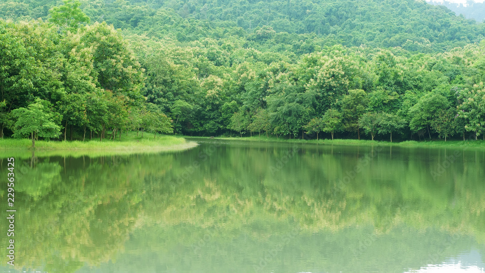 reservoir or lake and dam for water retention in the green tree jungle ...