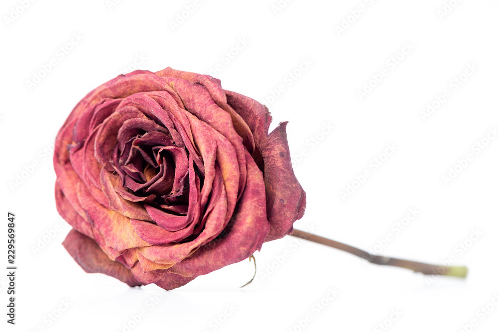 Rose Images With Sad Love