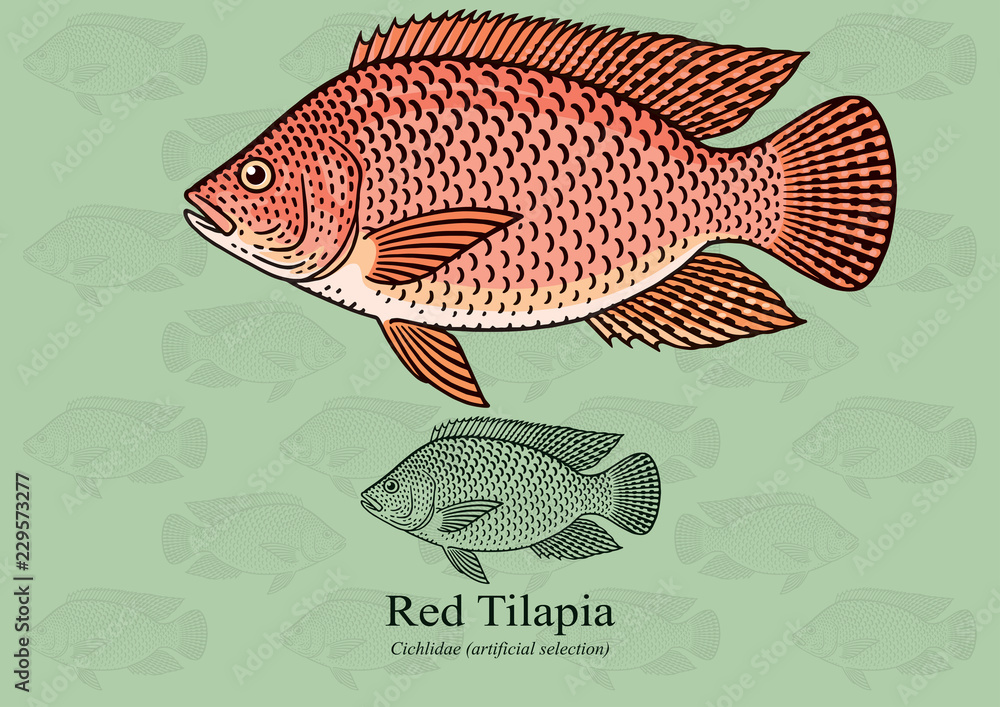 Red Tilapia. Vector illustration with refined details and optimized ...