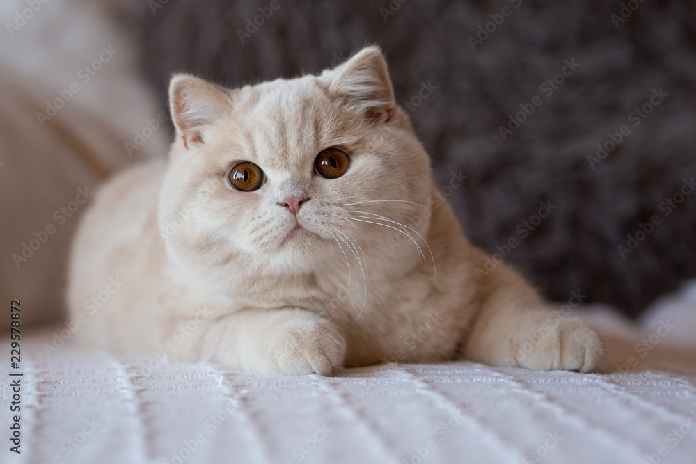 Kräftig und typvoll - BKH Britisch Kurzhaar Kater in creme auf Couch ...