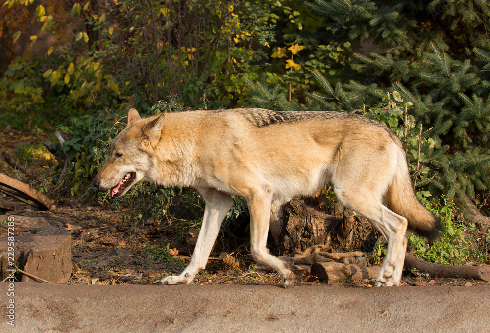 Gray wolf. It is a species of predatory mammals from the family of dogs ...