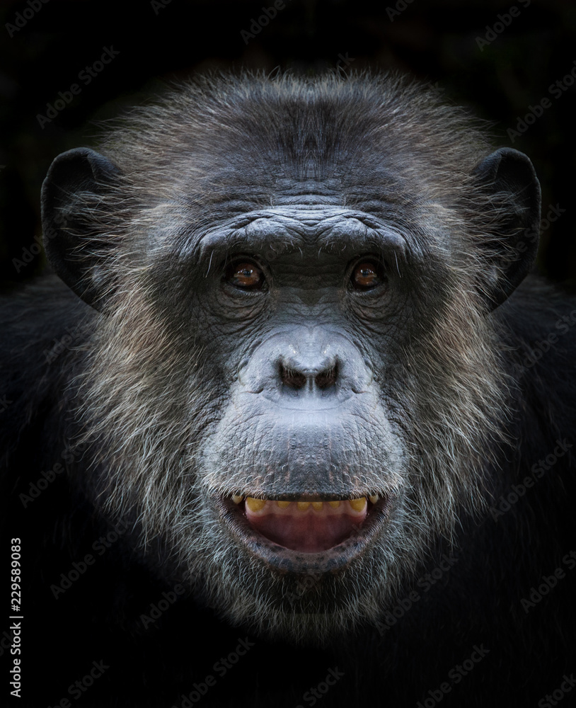 Chimpanzee face. Stock Photo | Adobe Stock
