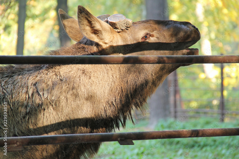 portrait of calling male wapiti deer (Cervus canadensis) living in ...