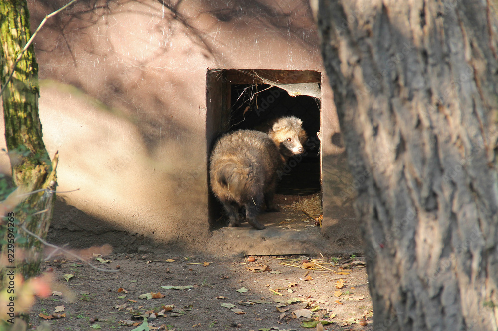 very old raccoon dog (Nyctereutes procyonoides) standing in the door of ...