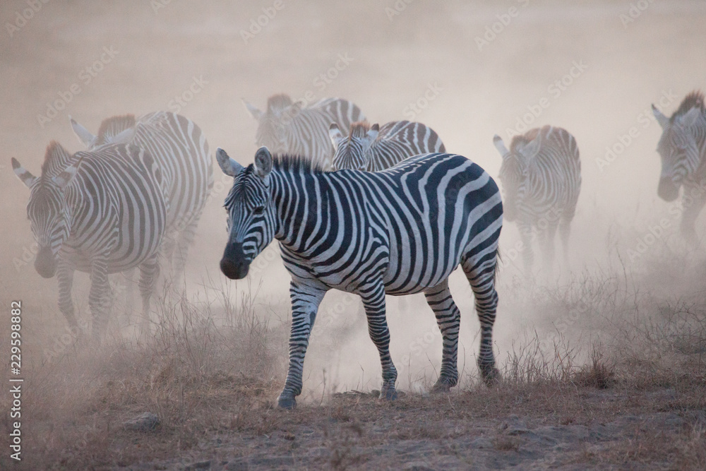Wildebeest Zebra Stampede