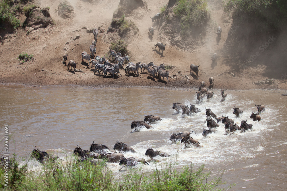 Stampede of wildebeest and zebra crossing the river in the Great ...