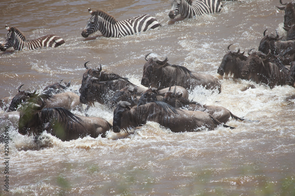 Stampede of wildebeest and zebra crossing the river in the Great ...